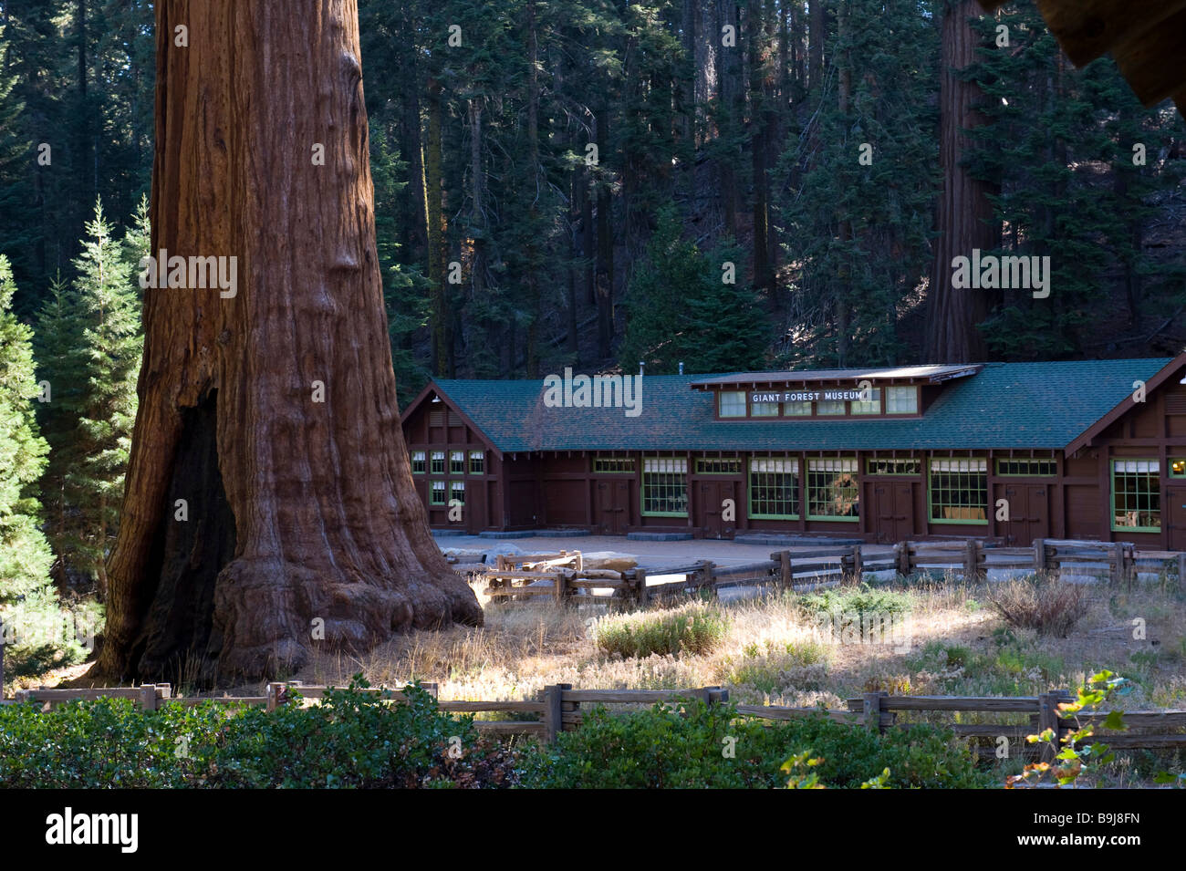 Redwood forest nationalpark -Fotos und -Bildmaterial in hoher Auflösung ...