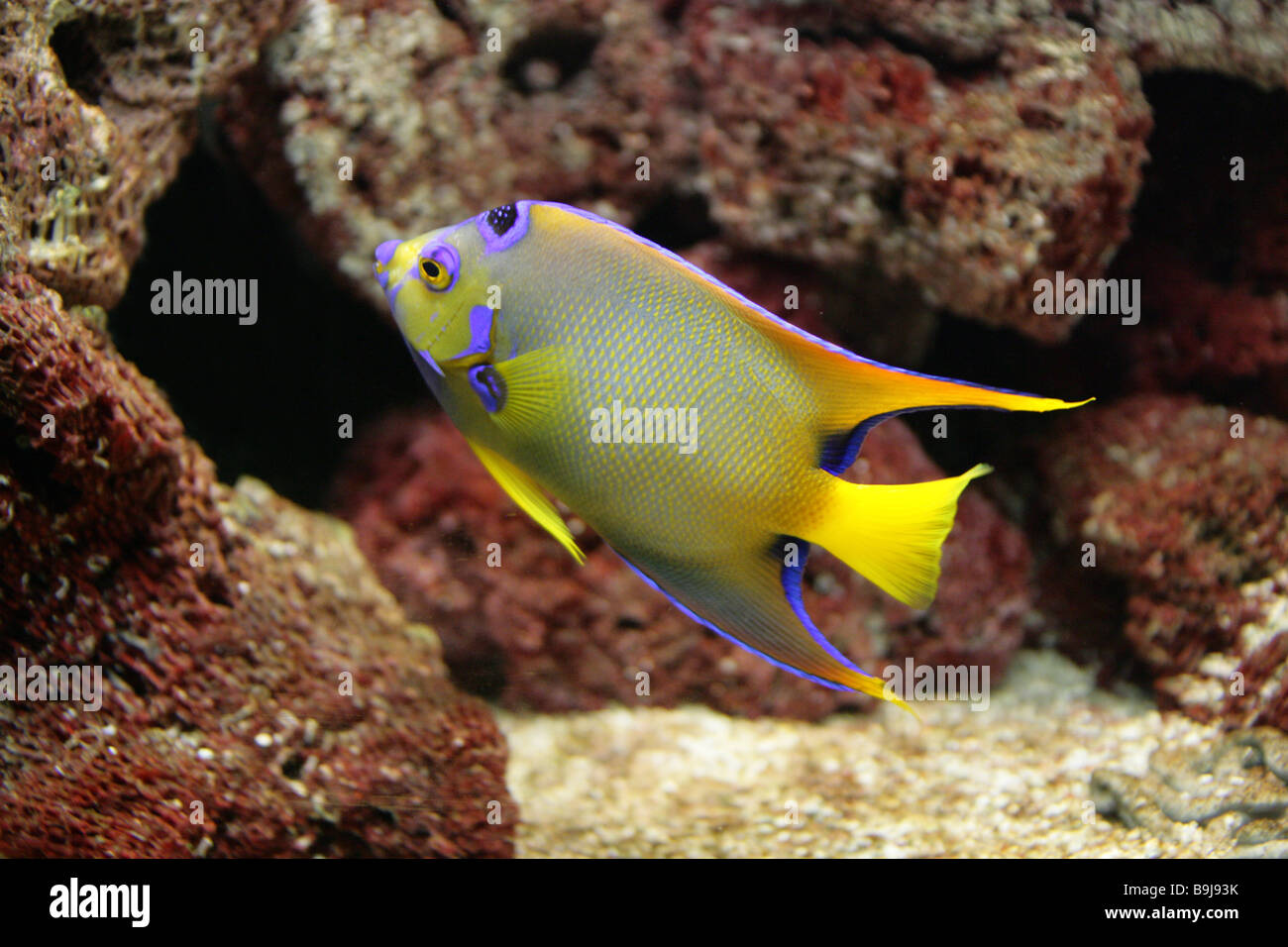 Königin-Kaiserfisch, Holacanthus Ciliaris, Pomacanthidae, Barsch ...