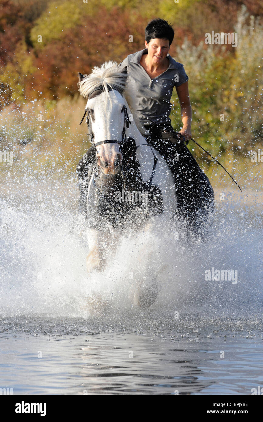 Reiterin auf Irish Tinker Pferd im Wasser Stockfotografie - Alamy