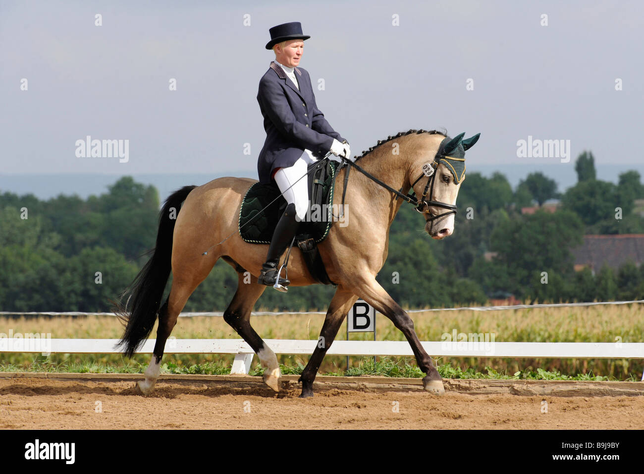 Pferd dressur -Fotos und -Bildmaterial in hoher Auflösung – Alamy