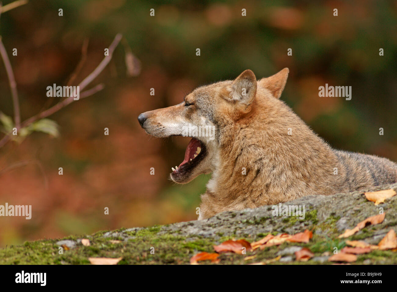 Offenes maul -Fotos und -Bildmaterial in hoher Auflösung – Alamy
