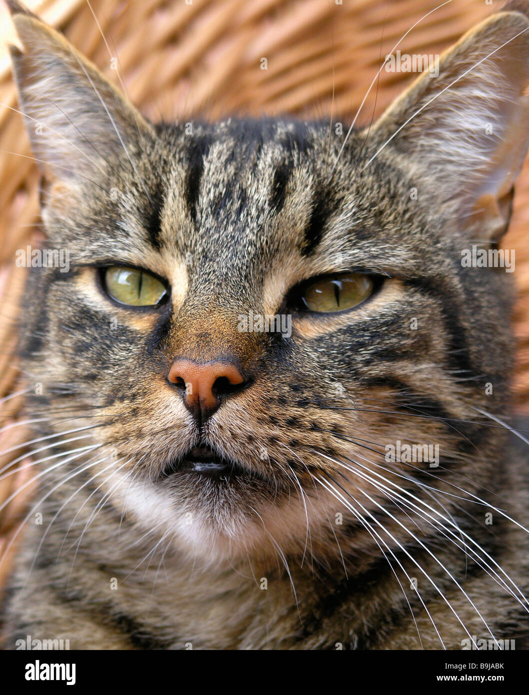 Tipp katze -Fotos und -Bildmaterial in hoher Auflösung – Alamy