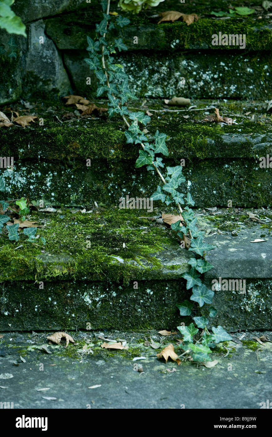 Efeu ranke -Fotos und -Bildmaterial in hoher Auflösung – Alamy