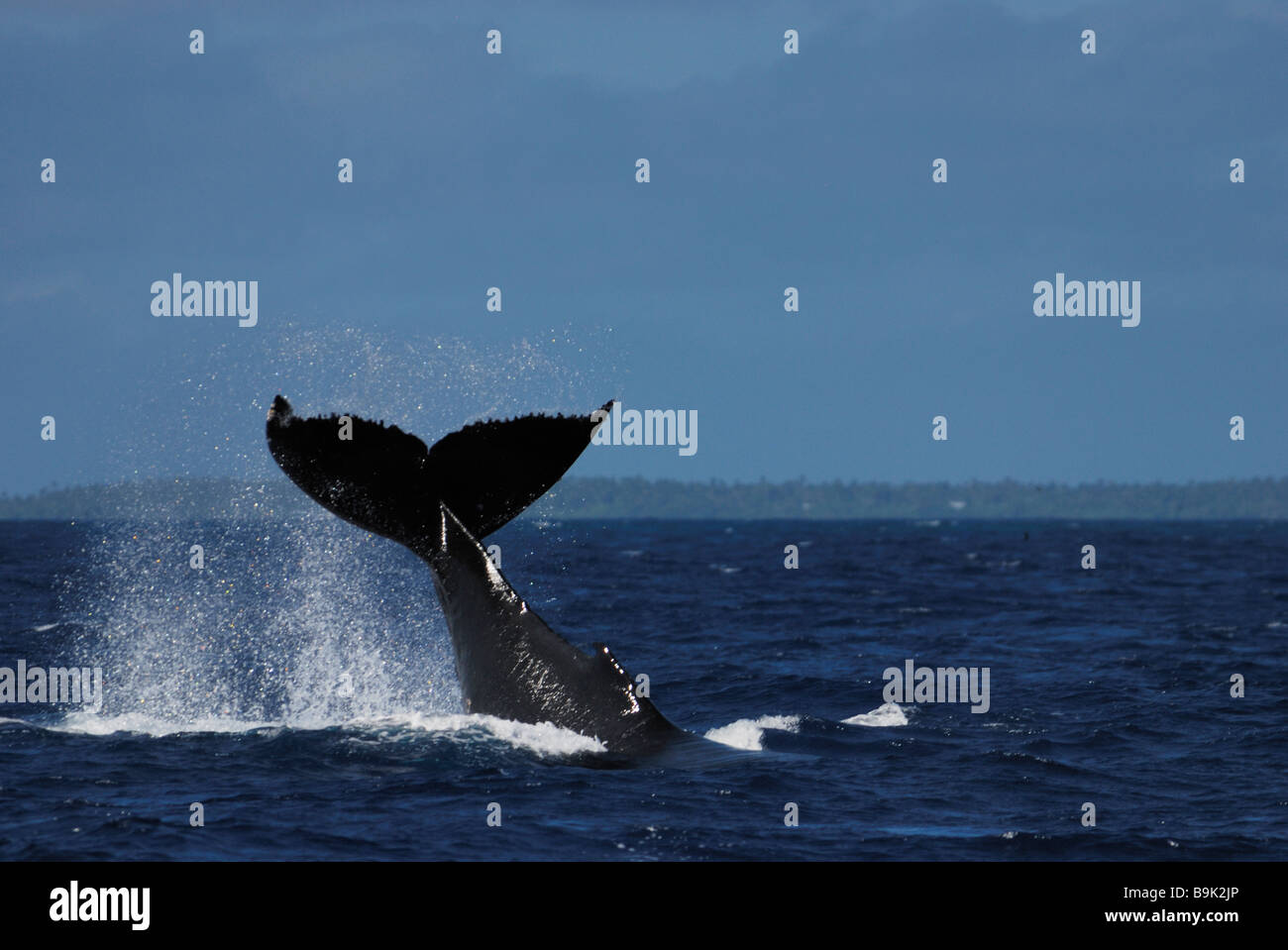 Ha apai -Fotos und -Bildmaterial in hoher Auflösung – Alamy
