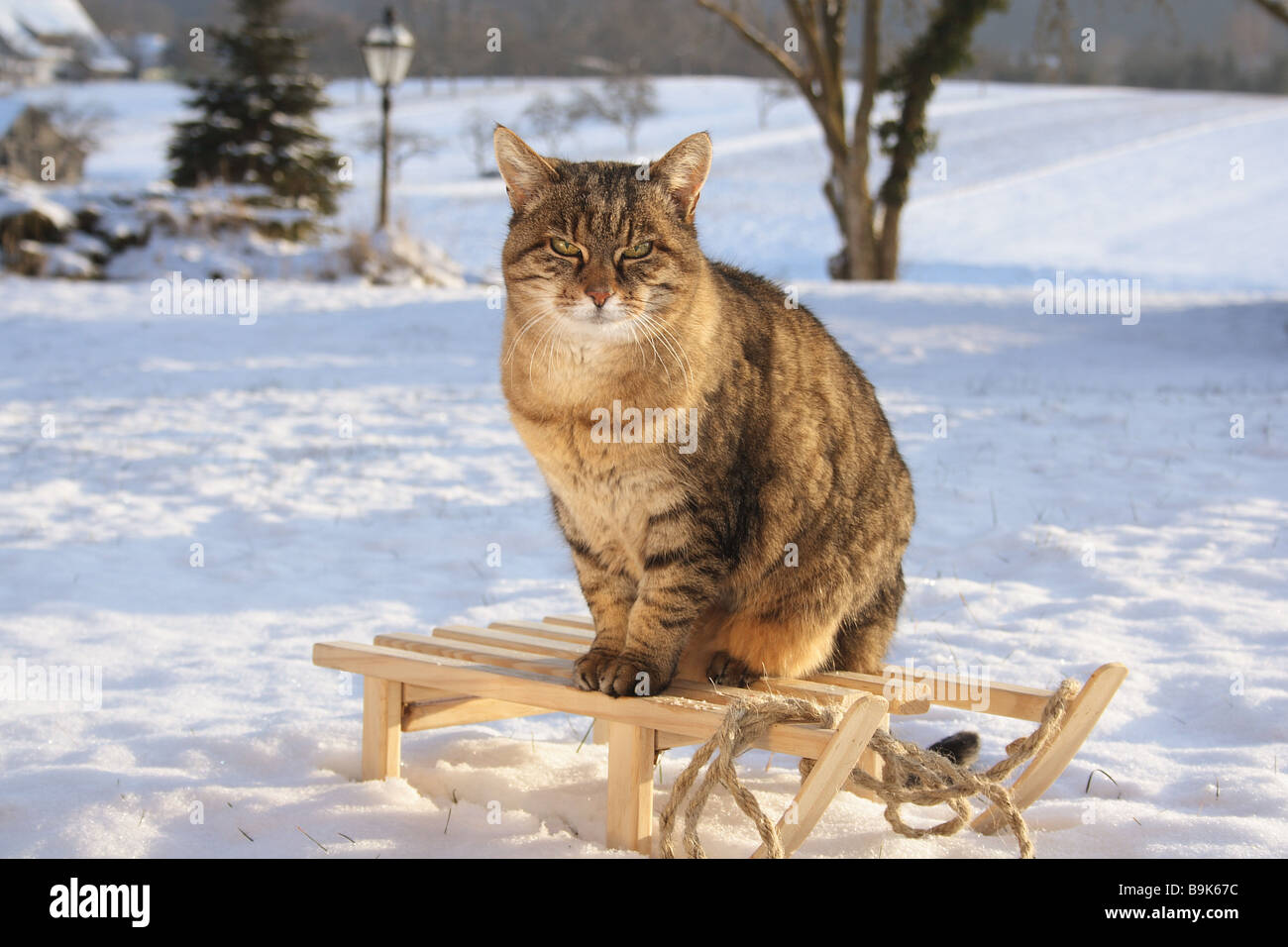 Tabby Katze - auf Schlitten Stockfotografie - Alamy