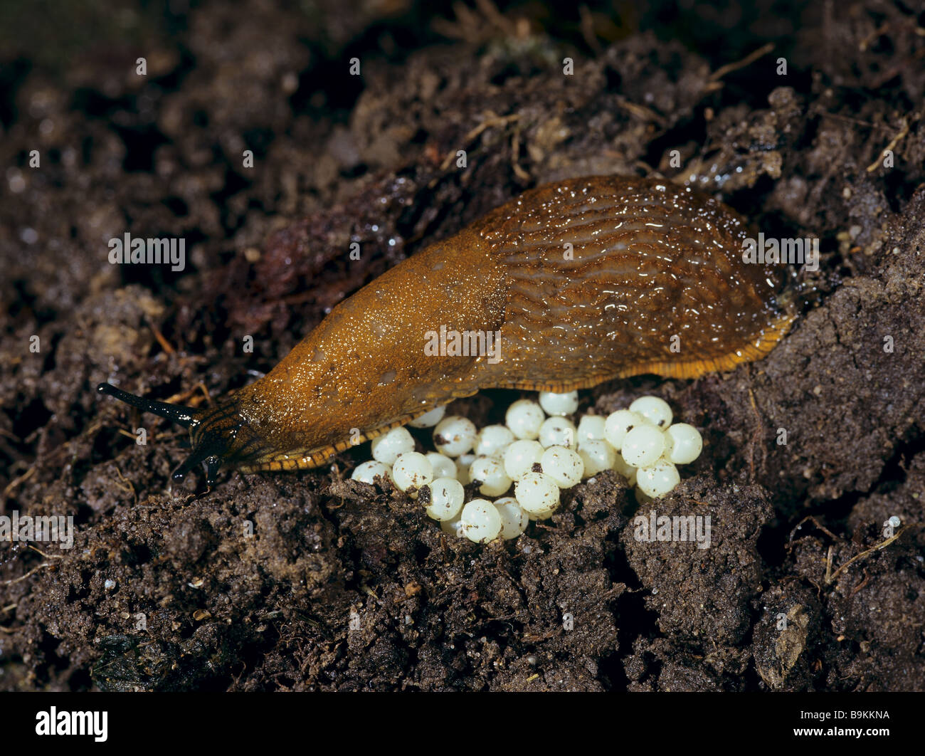 Schokolade arion arion rufus -Fotos und -Bildmaterial in hoher ...