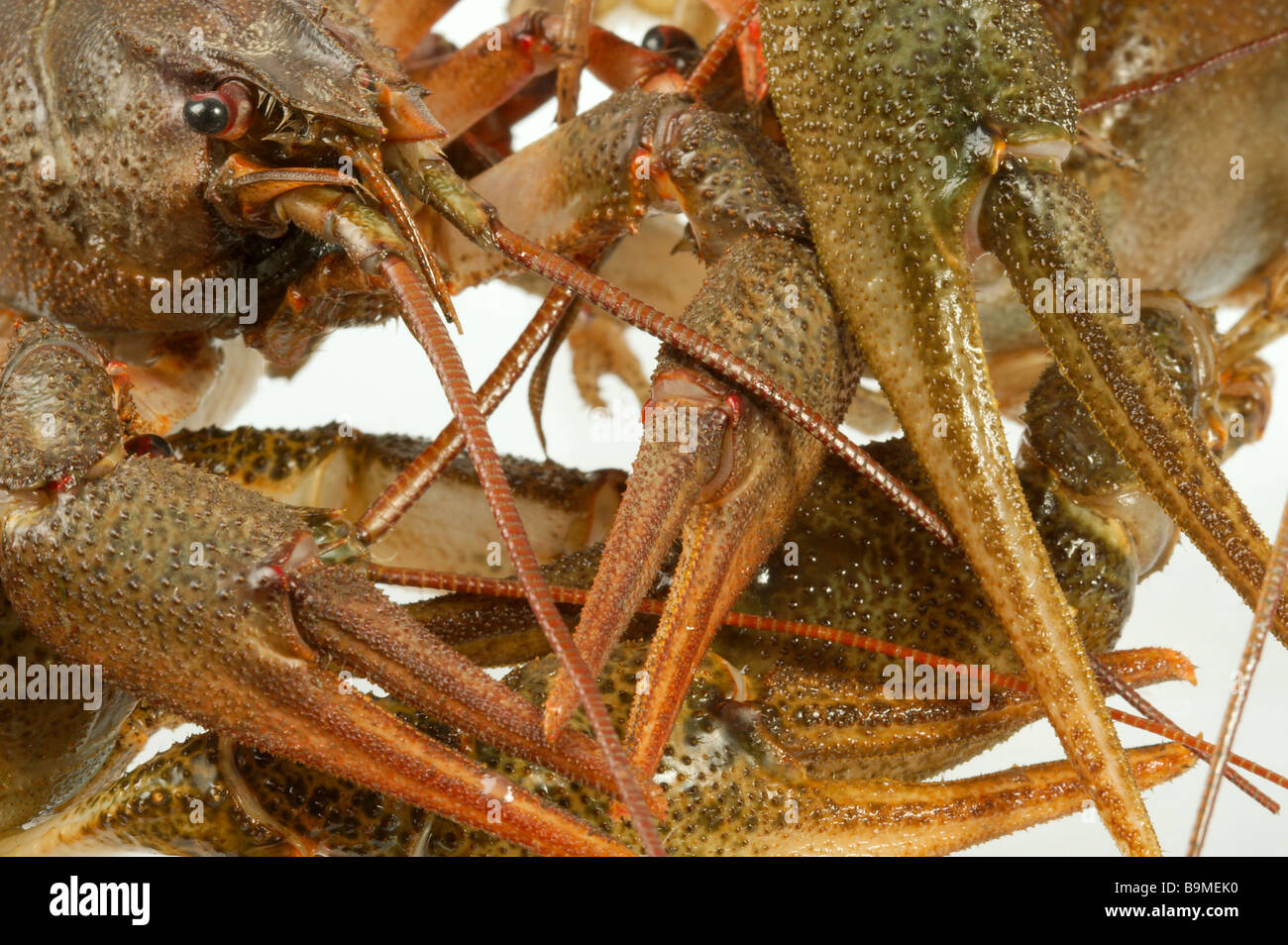 Flusskrebse auf weißem Hintergrund, es ist sehr lecker und diätetische ...