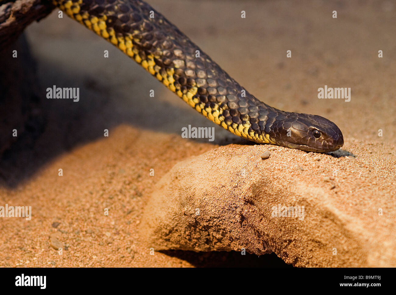 Tiger snake -Fotos und -Bildmaterial in hoher Auflösung – Alamy