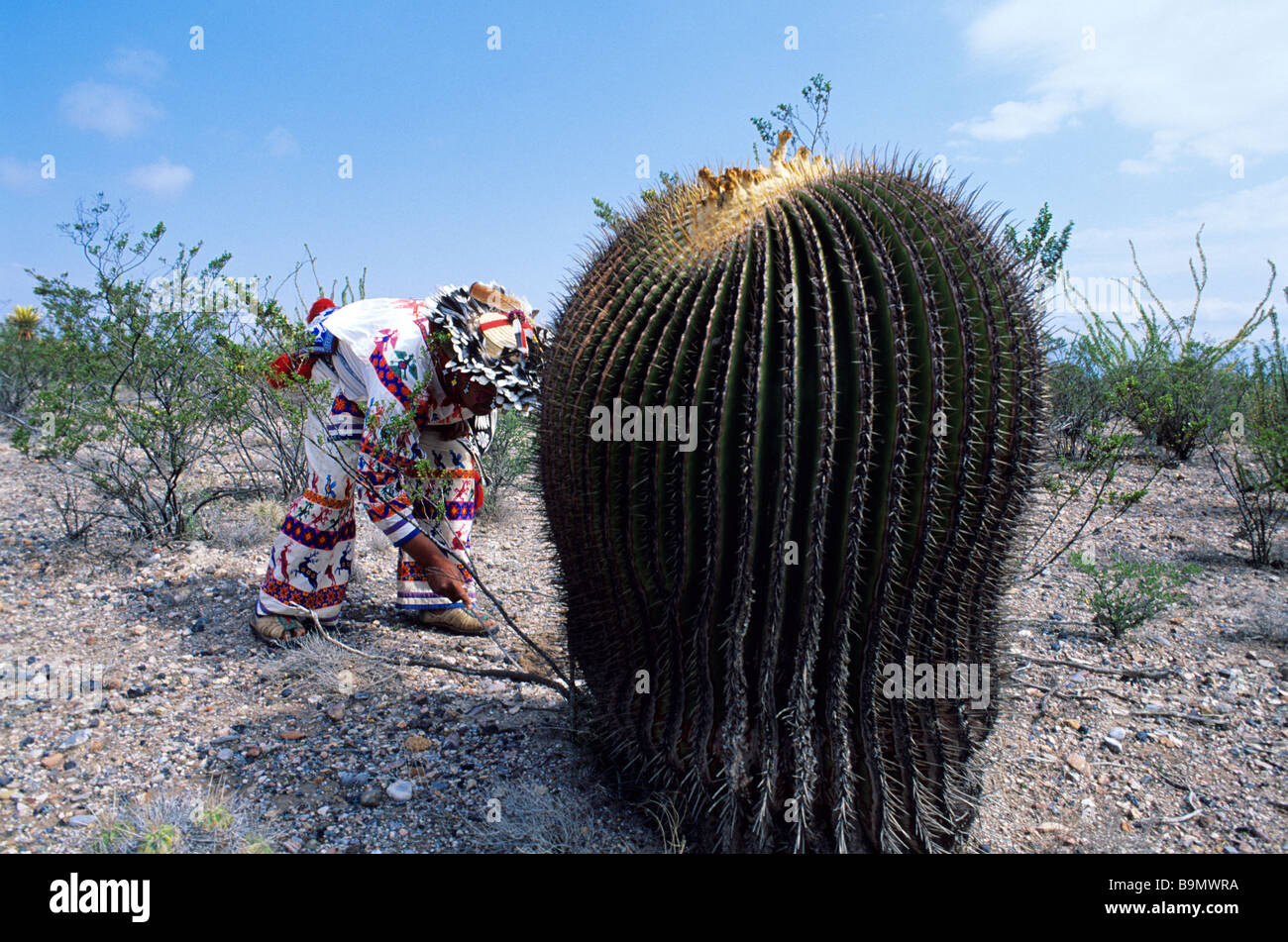 Peyotl Kaktus Stockfotos und -bilder Kaufen - Alamy
