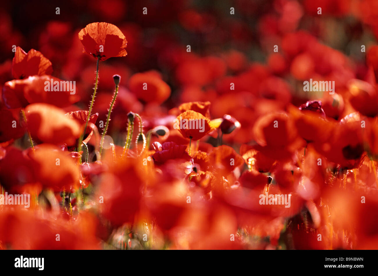 Rote mohnfelder provence -Fotos und -Bildmaterial in hoher Auflösung ...