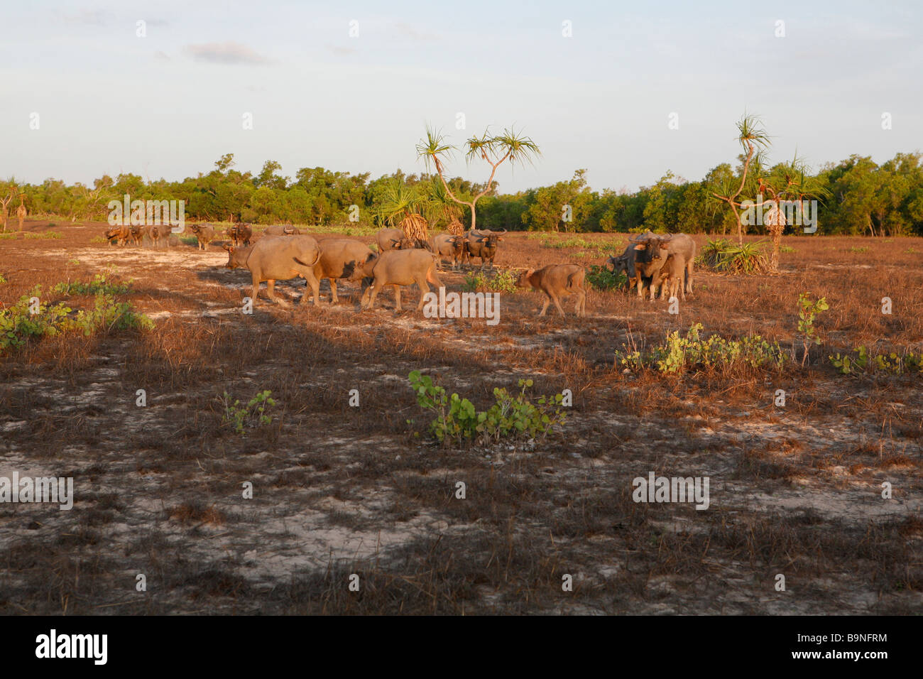 Buffalos im Garig Gunak Barlu-Nationalpark auf der Cobourg-Halbinsel ...