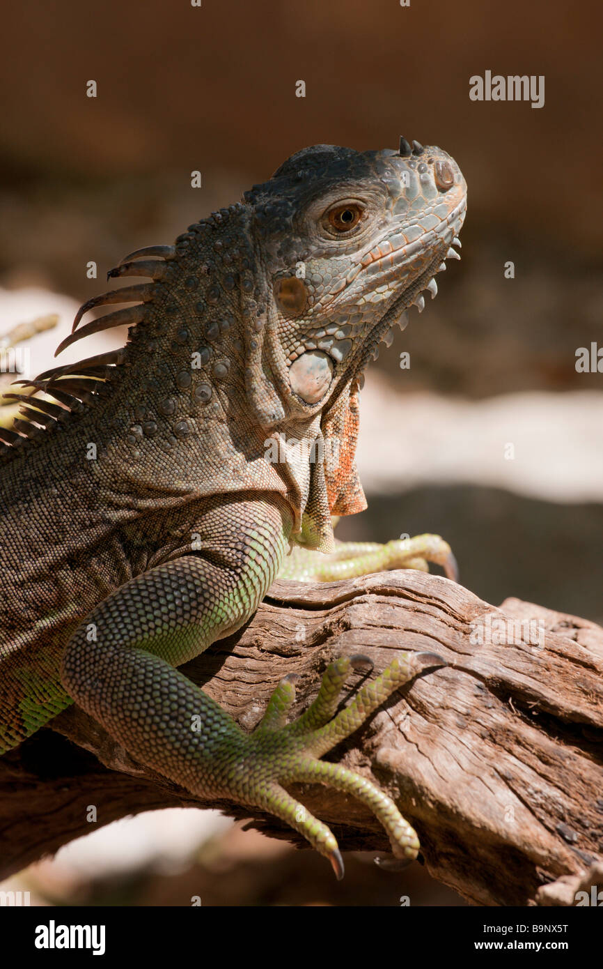 Mexico yucatan green iguana lizard -Fotos und -Bildmaterial in hoher ...