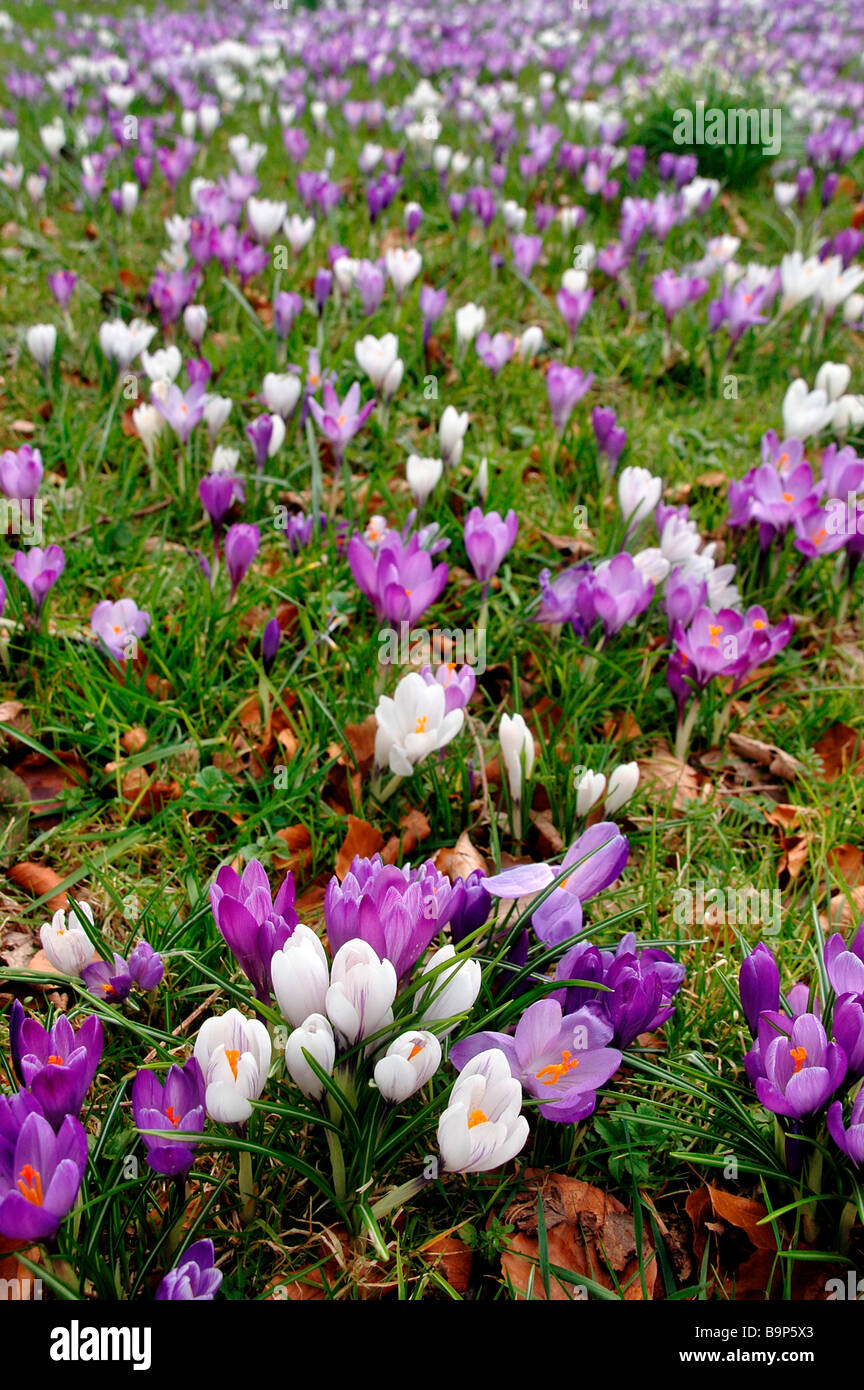 Mit krokussen bedeckt -Fotos und -Bildmaterial in hoher Auflösung – Alamy