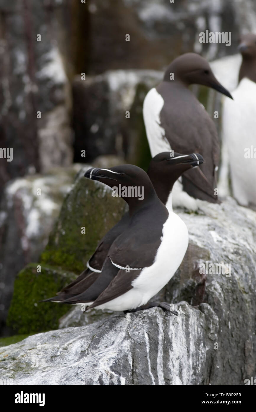 Torda mergulheira -Fotos und -Bildmaterial in hoher Auflösung – Alamy