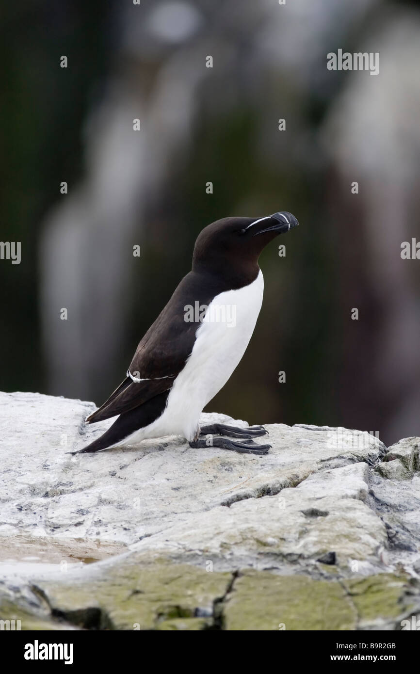Torda mergulheira -Fotos und -Bildmaterial in hoher Auflösung – Alamy