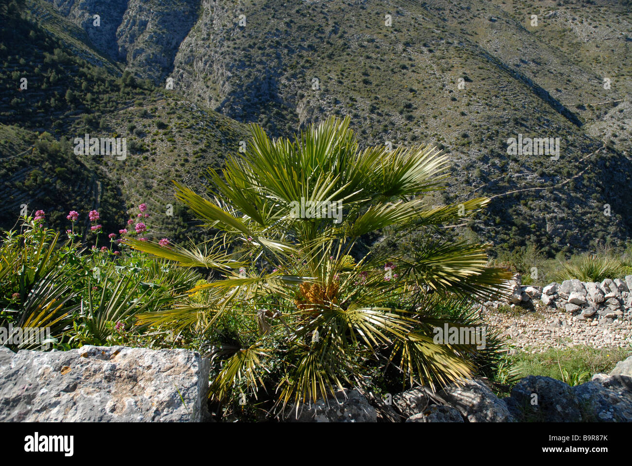 Chamaerops humilis european fan palm -Fotos und -Bildmaterial in hoher Auflösung – Alamy