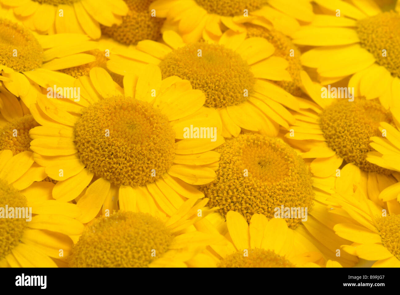 Blüte der Heilpflanze Färberkamille Gelb Kamille golden Marguerite ...