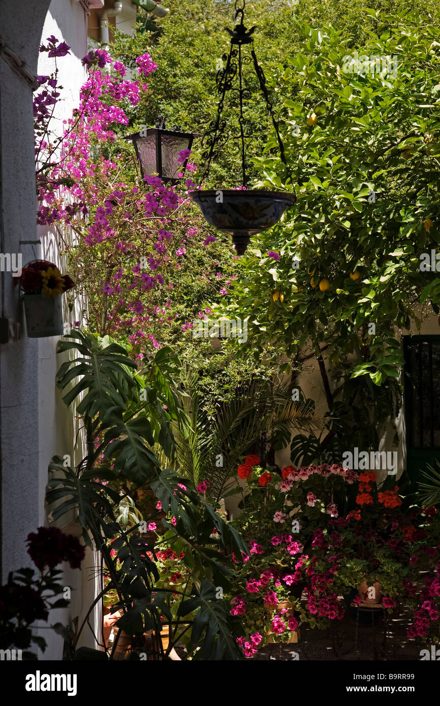Tìpicos Terrassen con Flores de Córdoba Andalusien España typischen ...