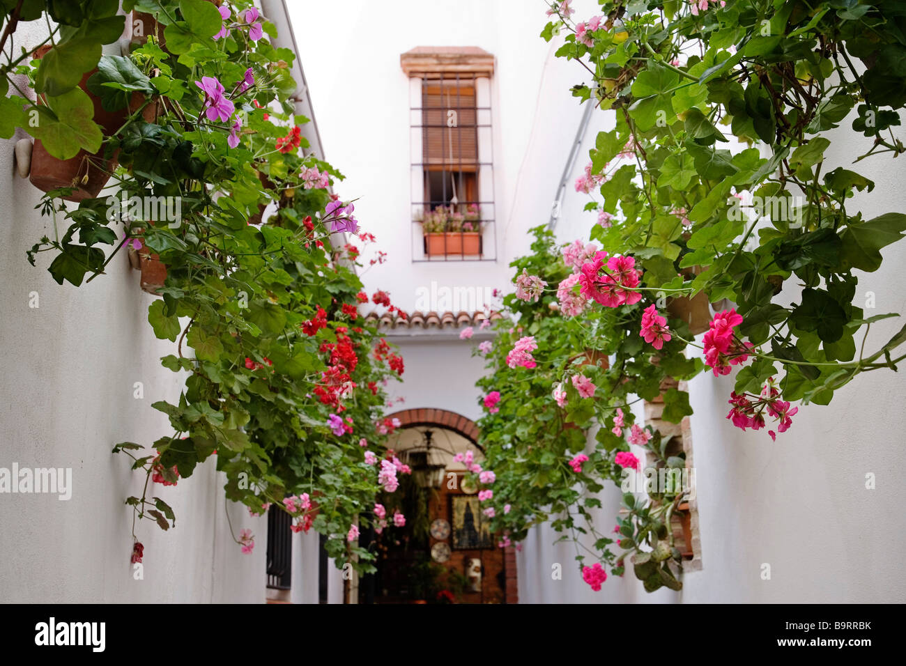Tìpicos Terrassen con Flores de Córdoba Andalusien España typischen ...