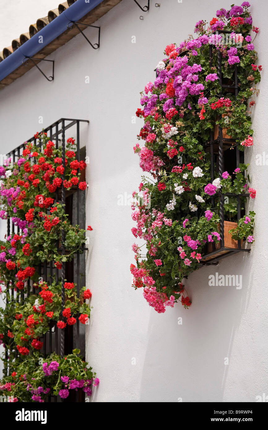 Planta con flor -Fotos und -Bildmaterial in hoher Auflösung – Alamy