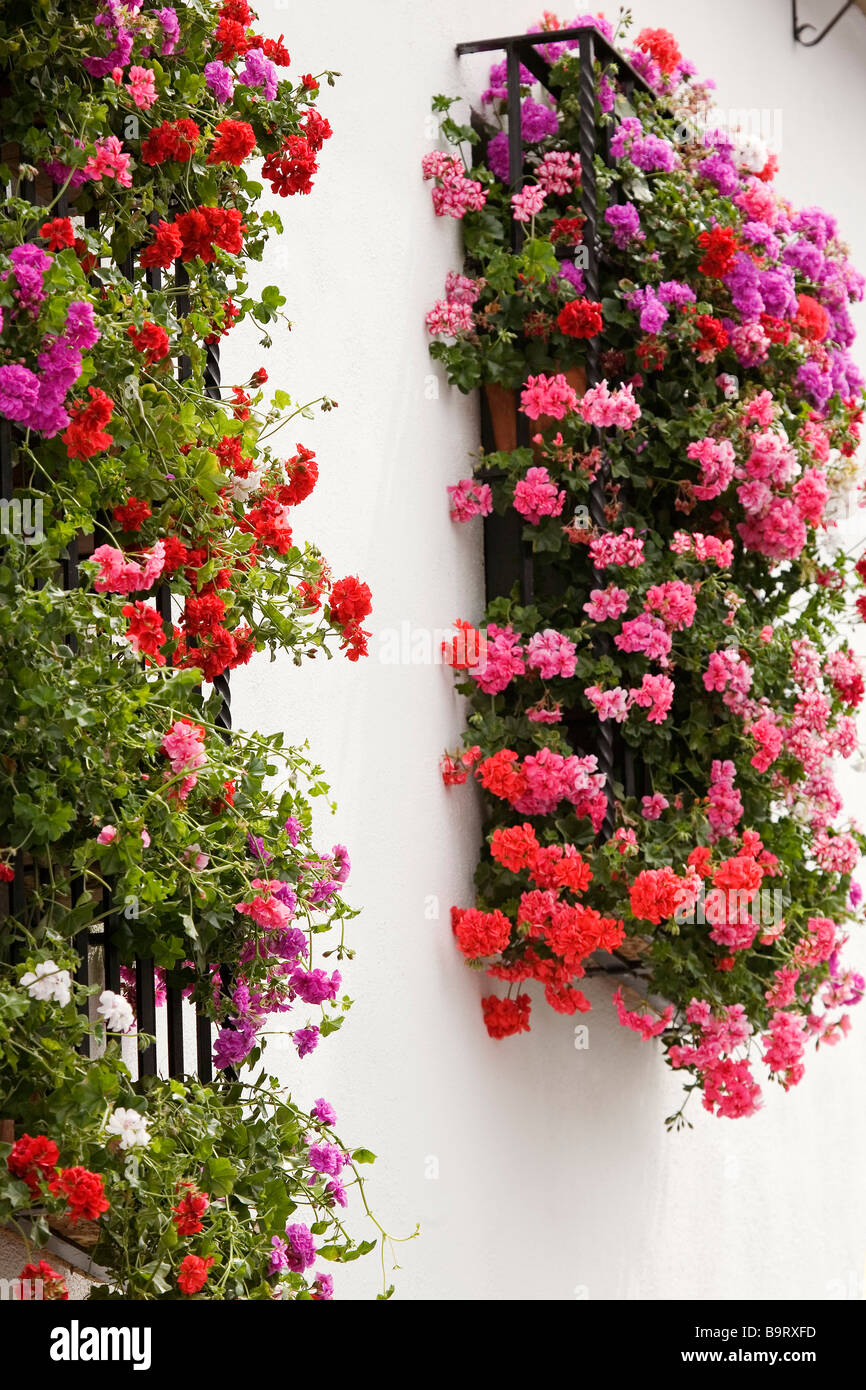 Balcones y Rejas con Flores Córdoba Andalusien España typischen ...