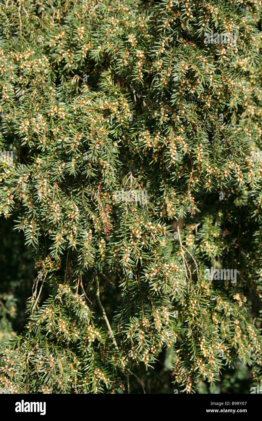 Taxus baccata yew -Fotos und -Bildmaterial in hoher Auflösung – Alamy