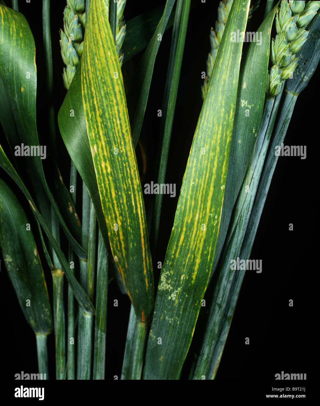 Symptome von Magnesiummangel auf Weizen flagleaves Stockfotografie - Alamy