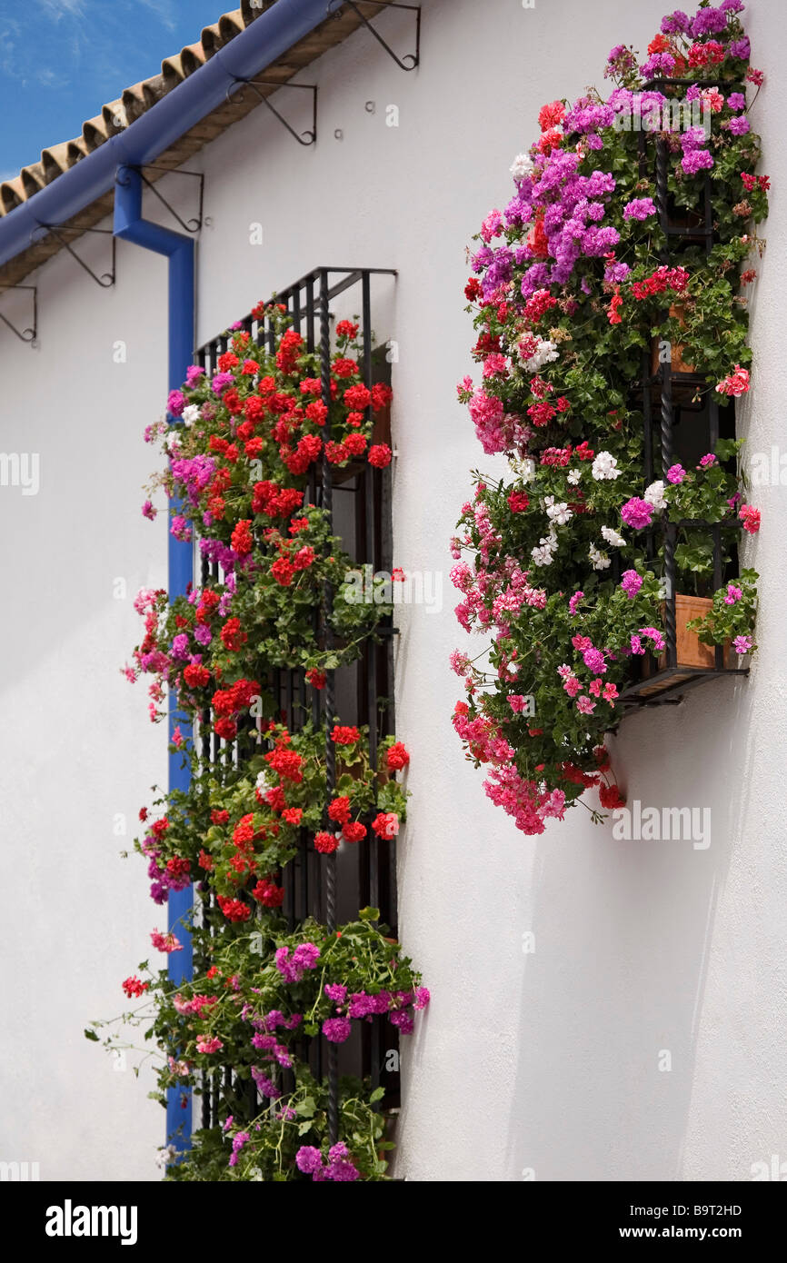 Balcones y Rejas con Flores Córdoba Andalusien España typischen ...