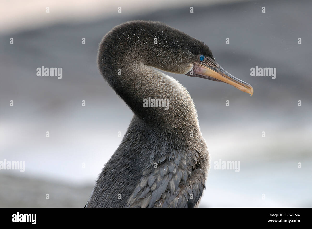 Flugunfähiger kormoran -Fotos und -Bildmaterial in hoher Auflösung – Alamy