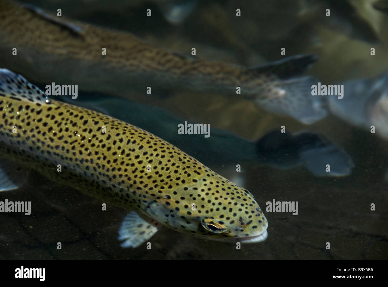 Trout swimming water -Fotos und -Bildmaterial in hoher Auflösung – Alamy
