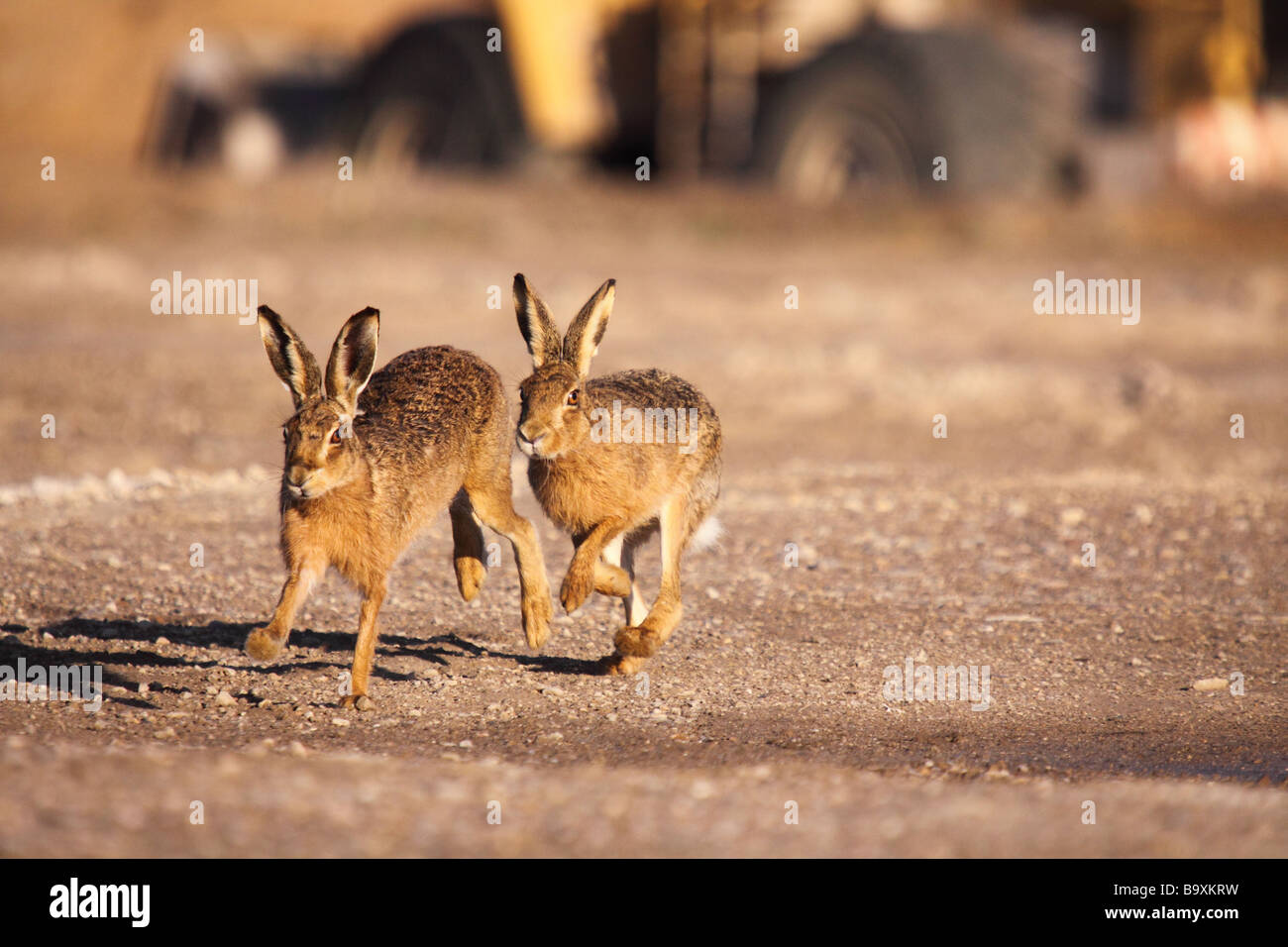 Braune hasen paarung -Fotos und -Bildmaterial in hoher Auflösung – Alamy