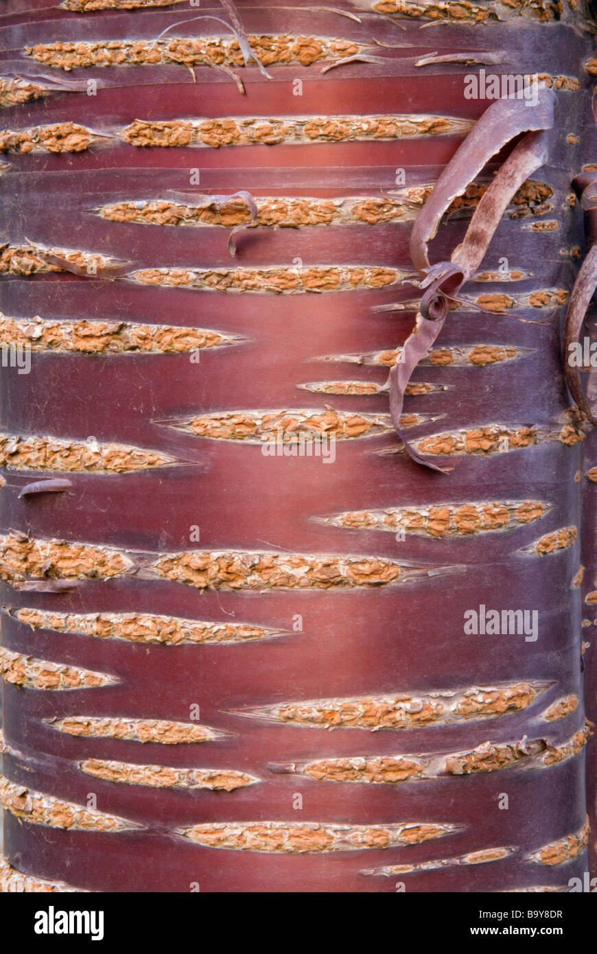 Prunus serrula tibetan -Fotos und -Bildmaterial in hoher Auflösung – Alamy