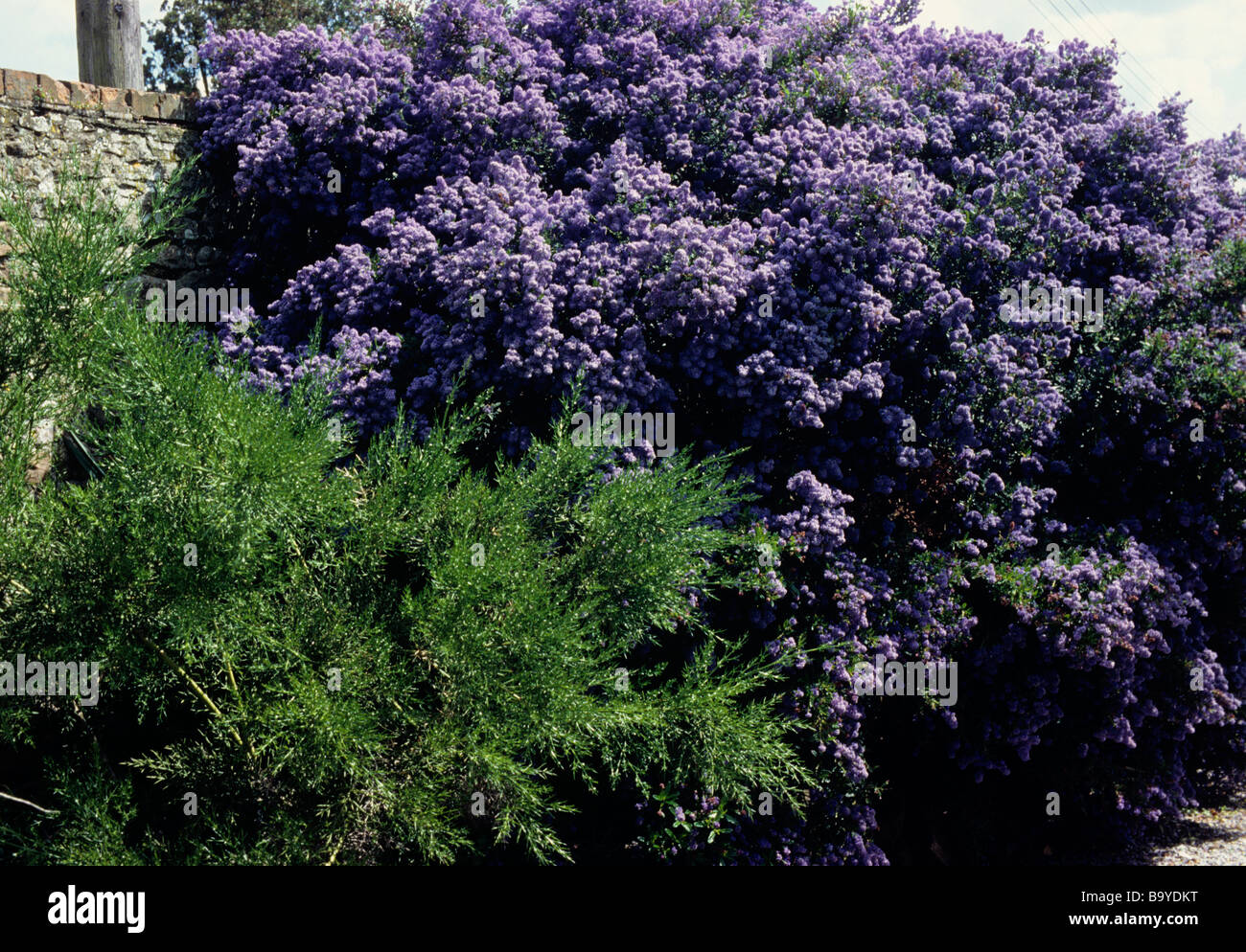 Blue ceanothus shrub -Fotos und -Bildmaterial in hoher Auflösung – Alamy