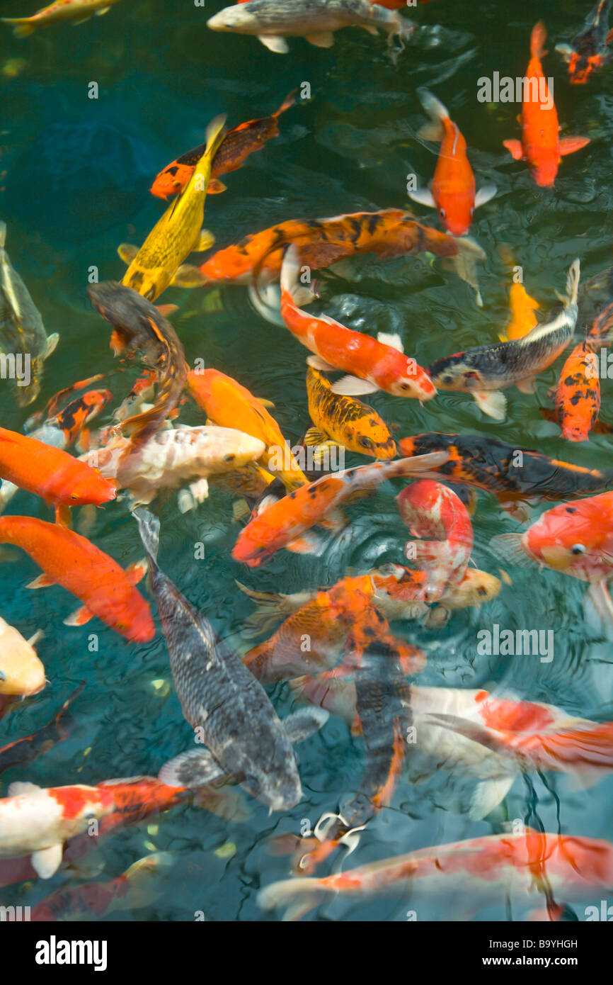 Goldfisch carassius auratus -Fotos und -Bildmaterial in hoher Auflösung ...