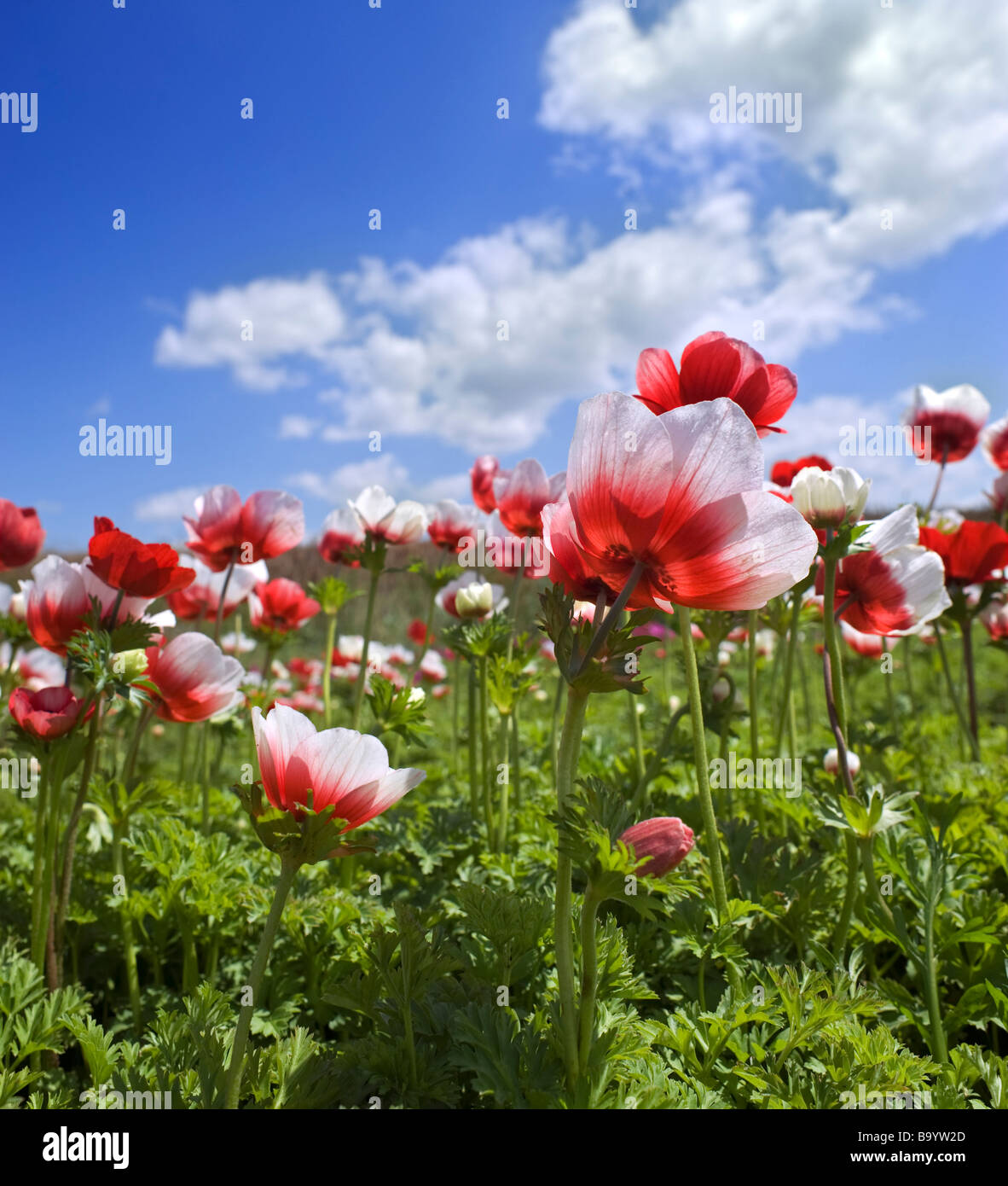 weißer und roter Mohn Anemone im Feld Stockfotografie - Alamy