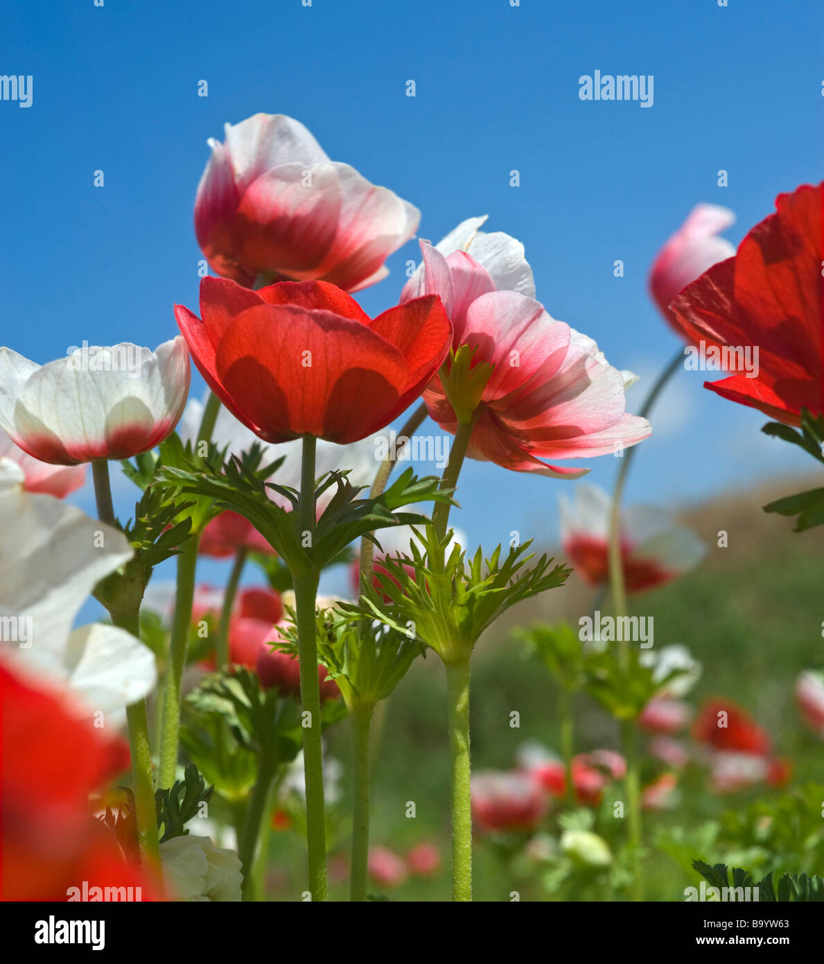 weißer und roter Mohn Anemone im Feld Stockfotografie - Alamy