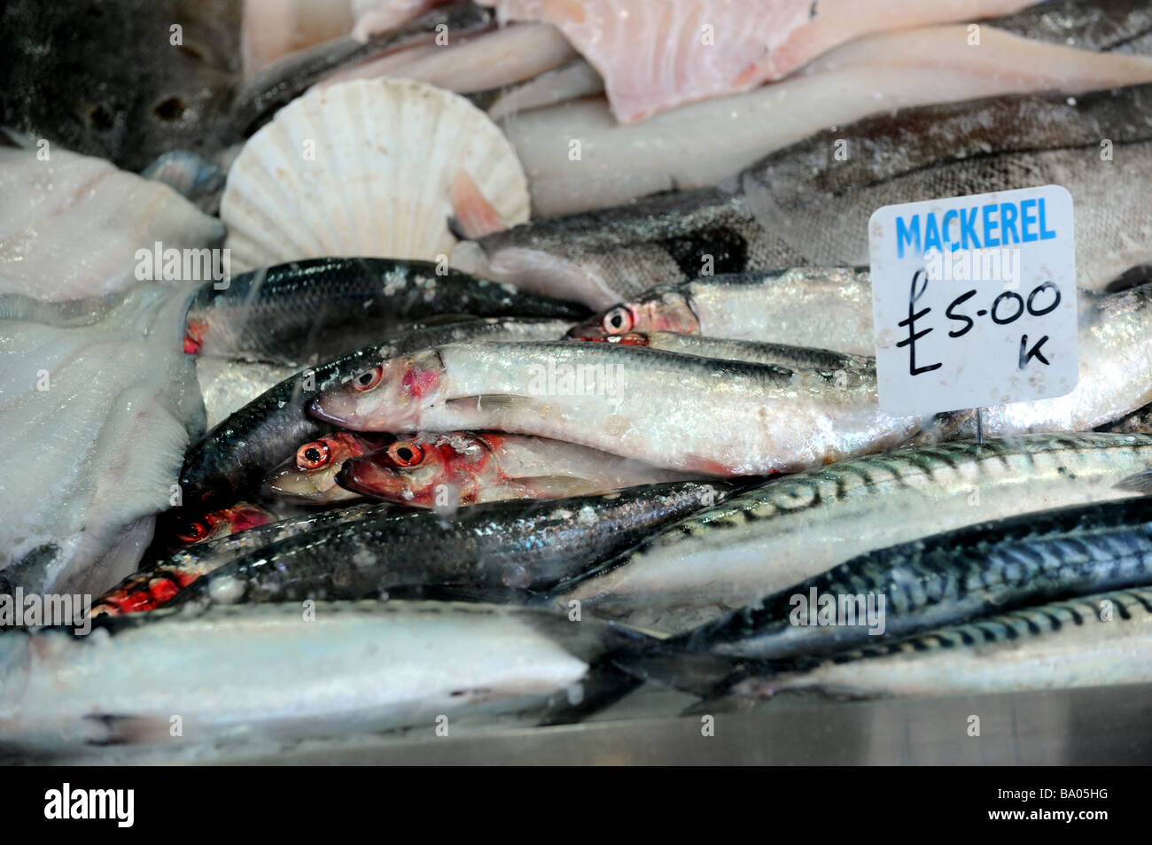 Makrele großbritannien -Fotos und -Bildmaterial in hoher Auflösung – Alamy