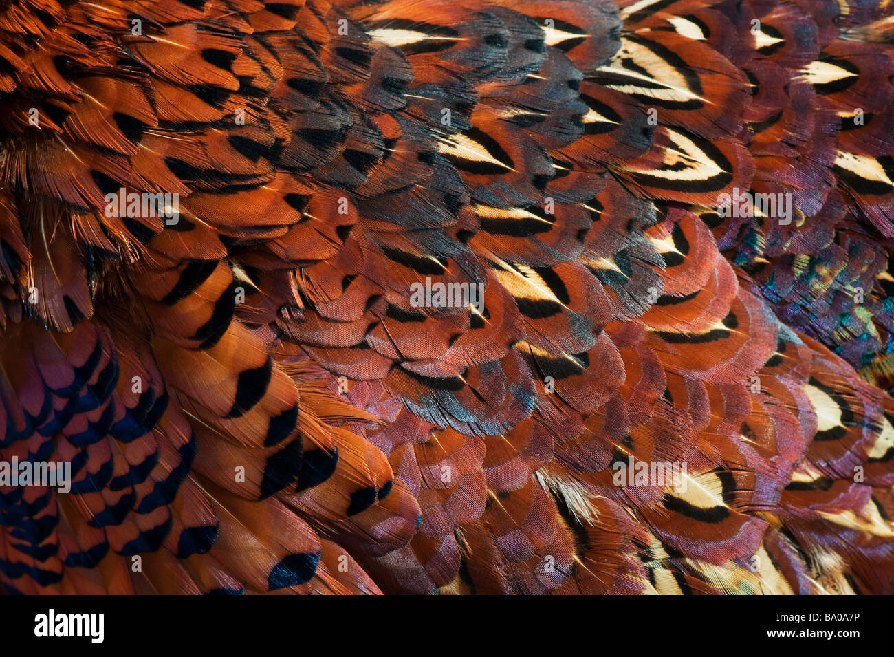 Lila schillernde federn -Fotos und -Bildmaterial in hoher Auflösung – Alamy