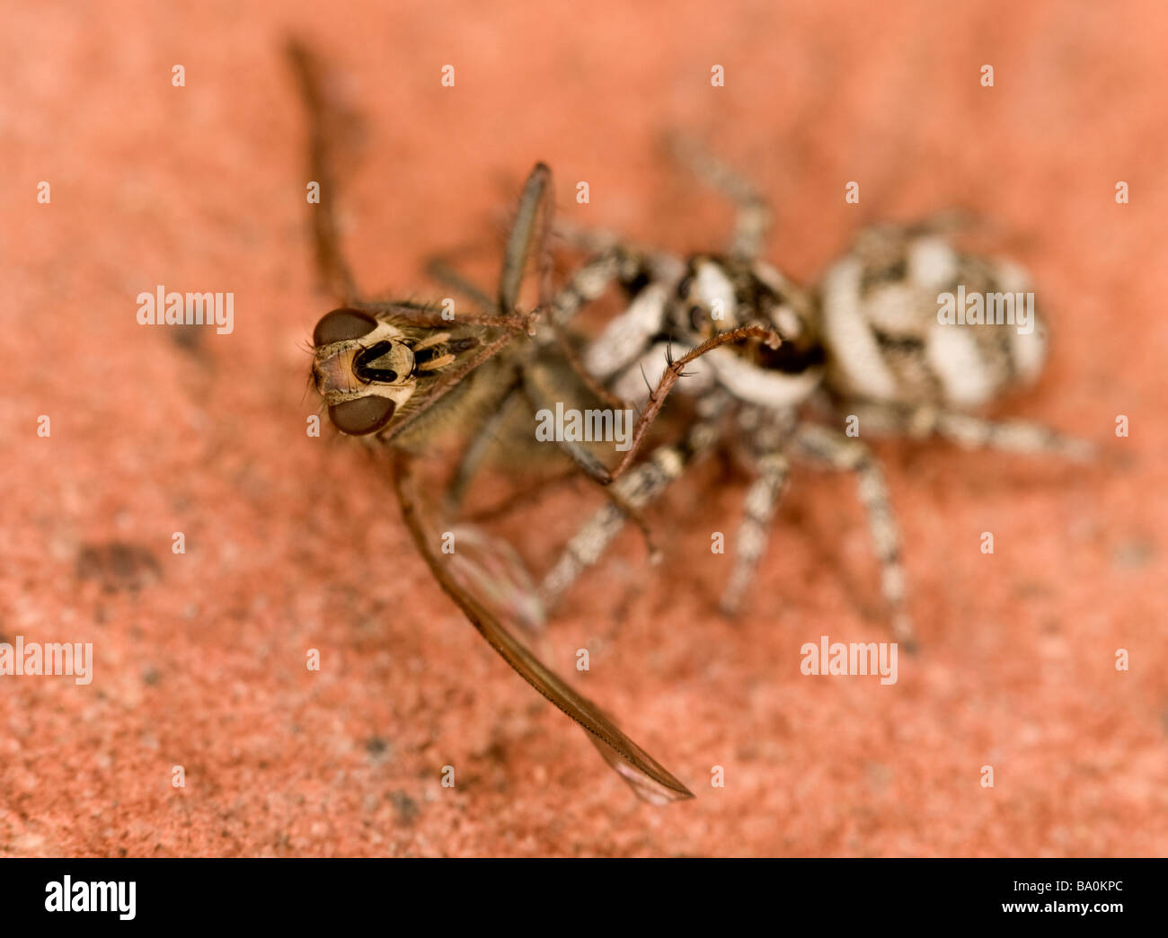 Spinne zebra spinne -Fotos und -Bildmaterial in hoher Auflösung – Alamy