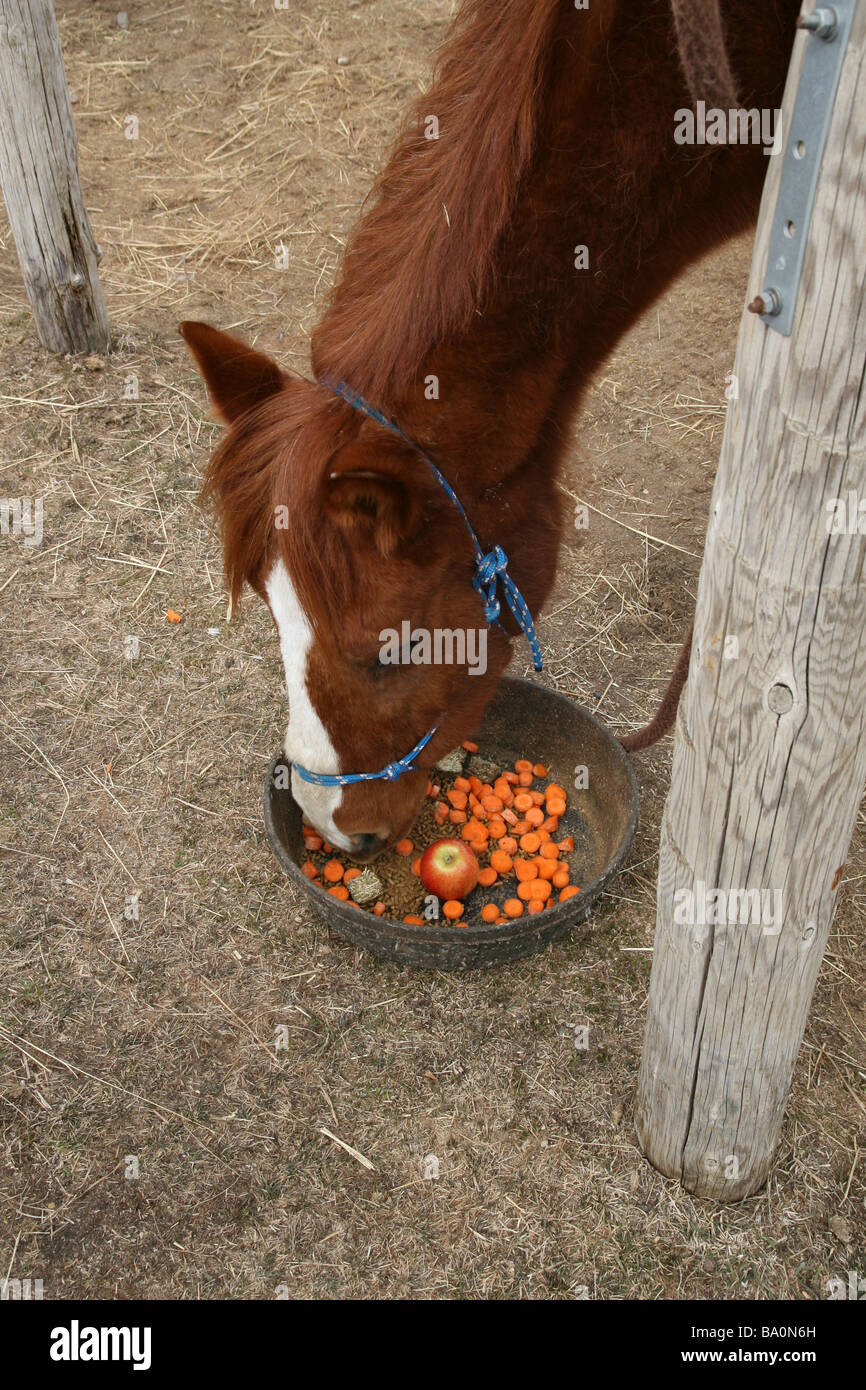Ein Pferd, Karotten und Äpfel zu essen Stockfotografie - Alamy