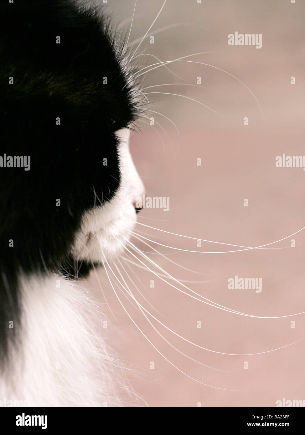 Schwarze schnurrhaare -Fotos und -Bildmaterial in hoher Auflösung – Alamy