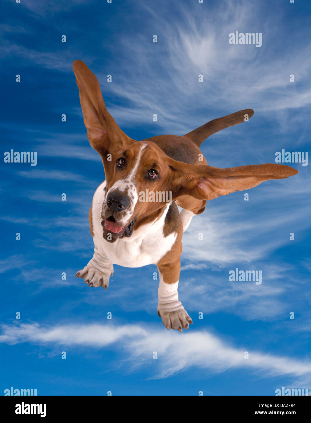 Hund fliegen -Fotos und -Bildmaterial in hoher Auflösung – Alamy