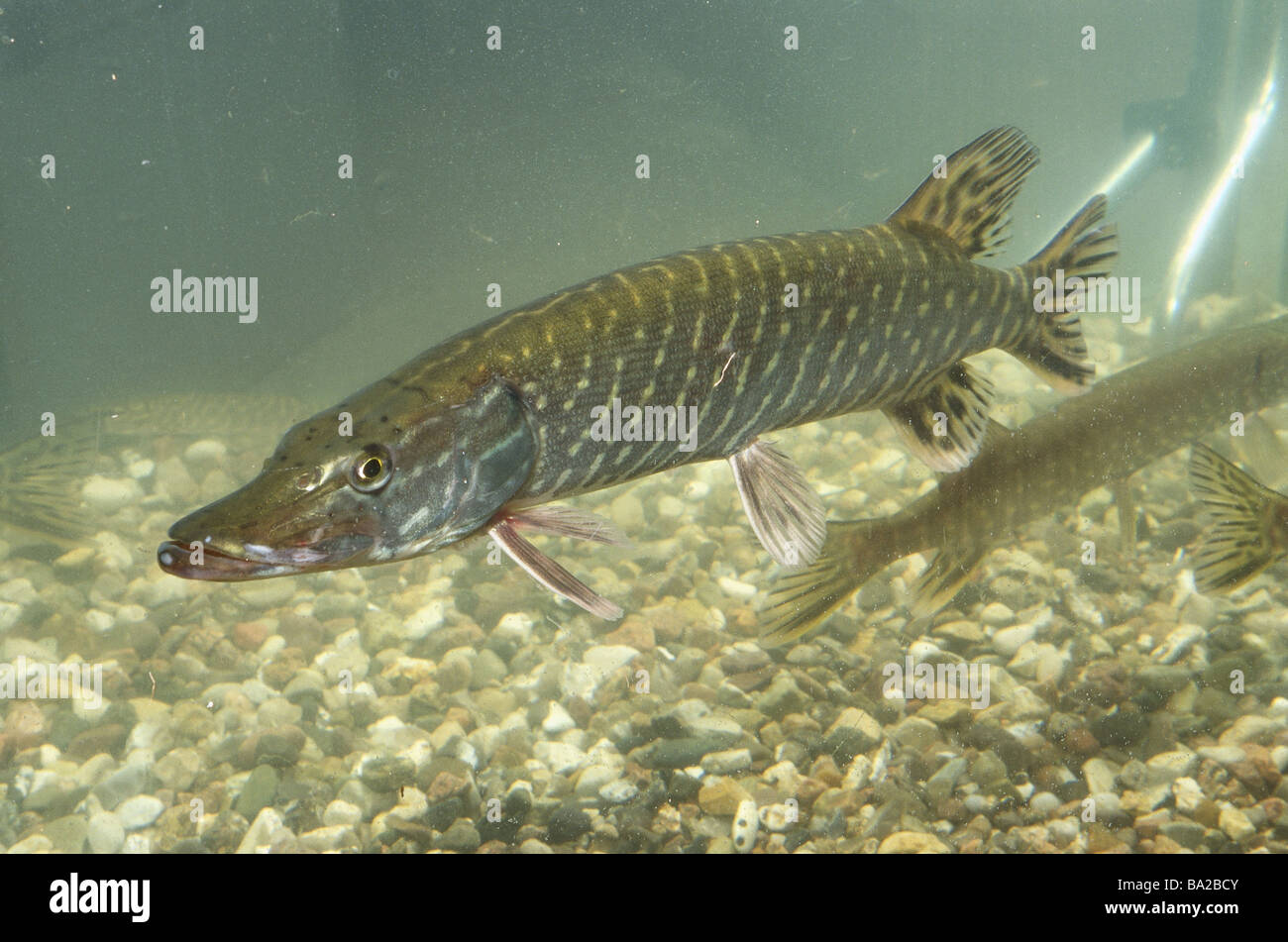 25 Cm Stockfotos und -bilder Kaufen - Alamy