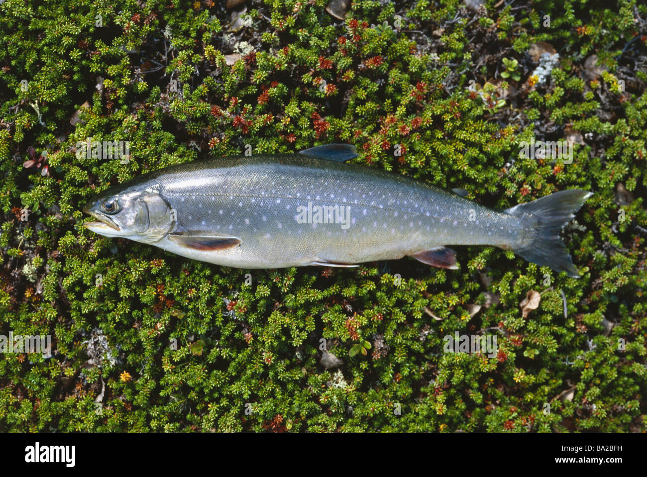 Angler latein -Fotos und -Bildmaterial in hoher Auflösung – Alamy