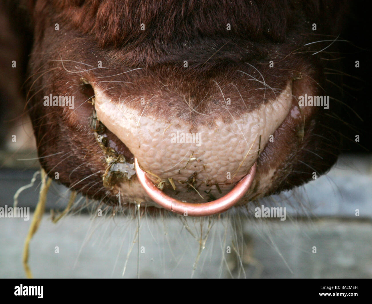 Big nose ring -Fotos und -Bildmaterial in hoher Auflösung – Alamy