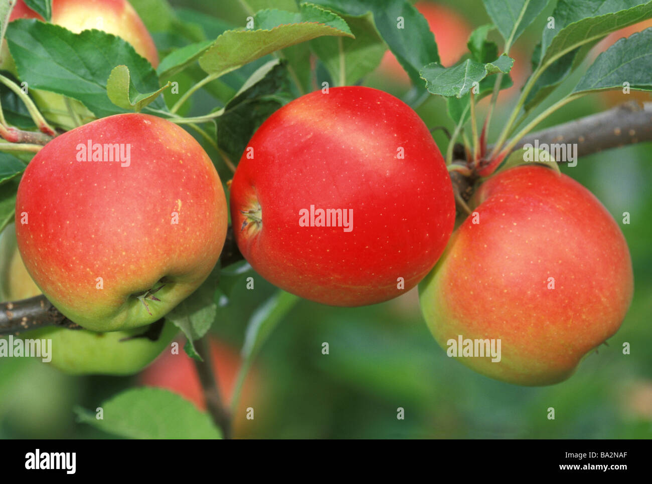 Roter prinz apfel -Fotos und -Bildmaterial in hoher Auflösung – Alamy