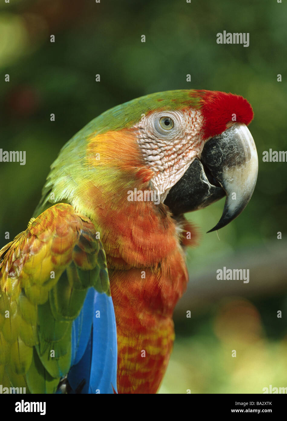 Hybrid-Ara Seite-Porträt Natur Tiere Vogel Papagei Papagei Vogel Ara ...