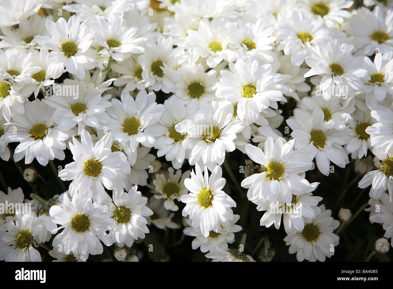 Aster hybriden -Fotos und -Bildmaterial in hoher Auflösung – Alamy