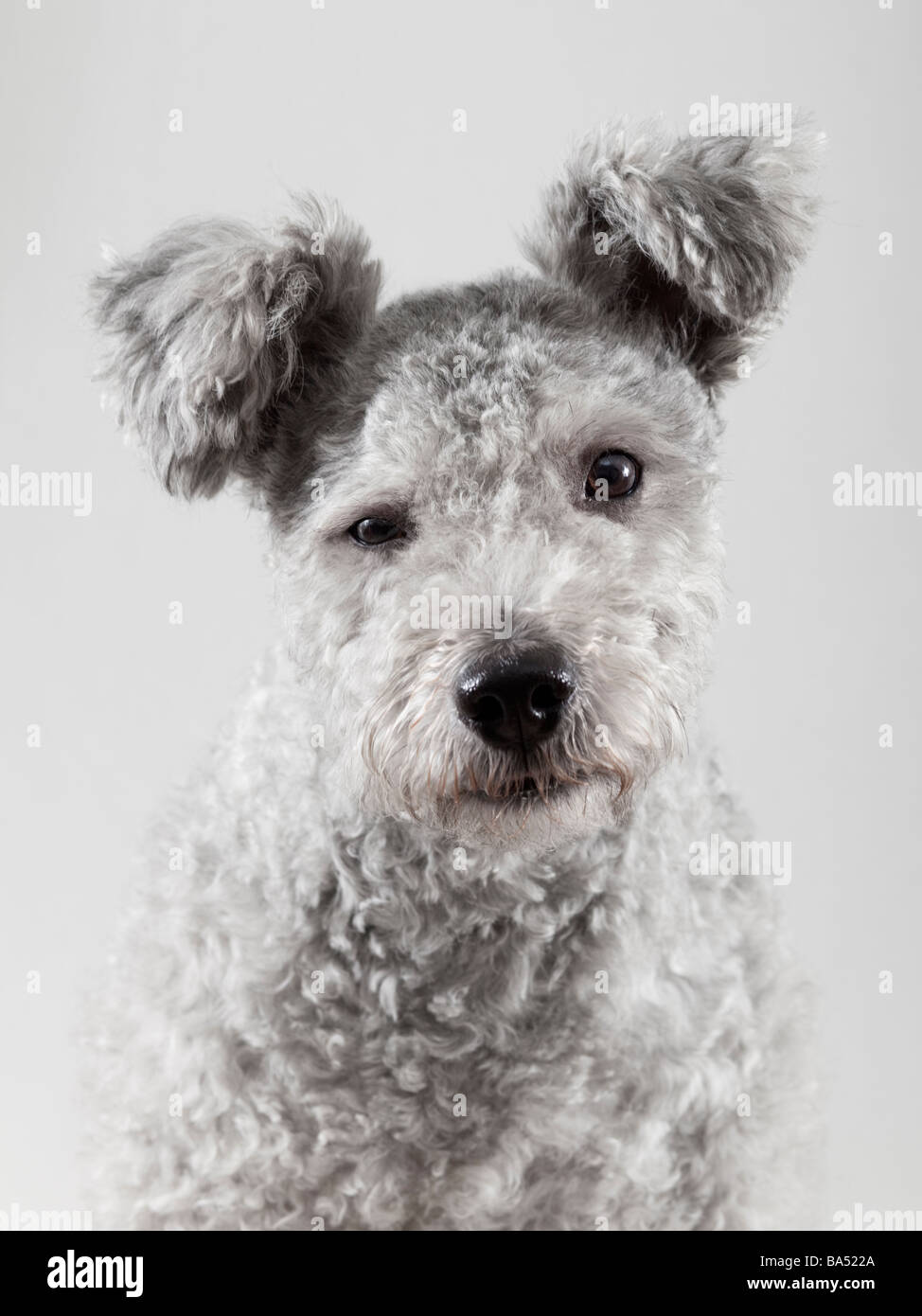 Pumi hund -Fotos und -Bildmaterial in hoher Auflösung – Alamy