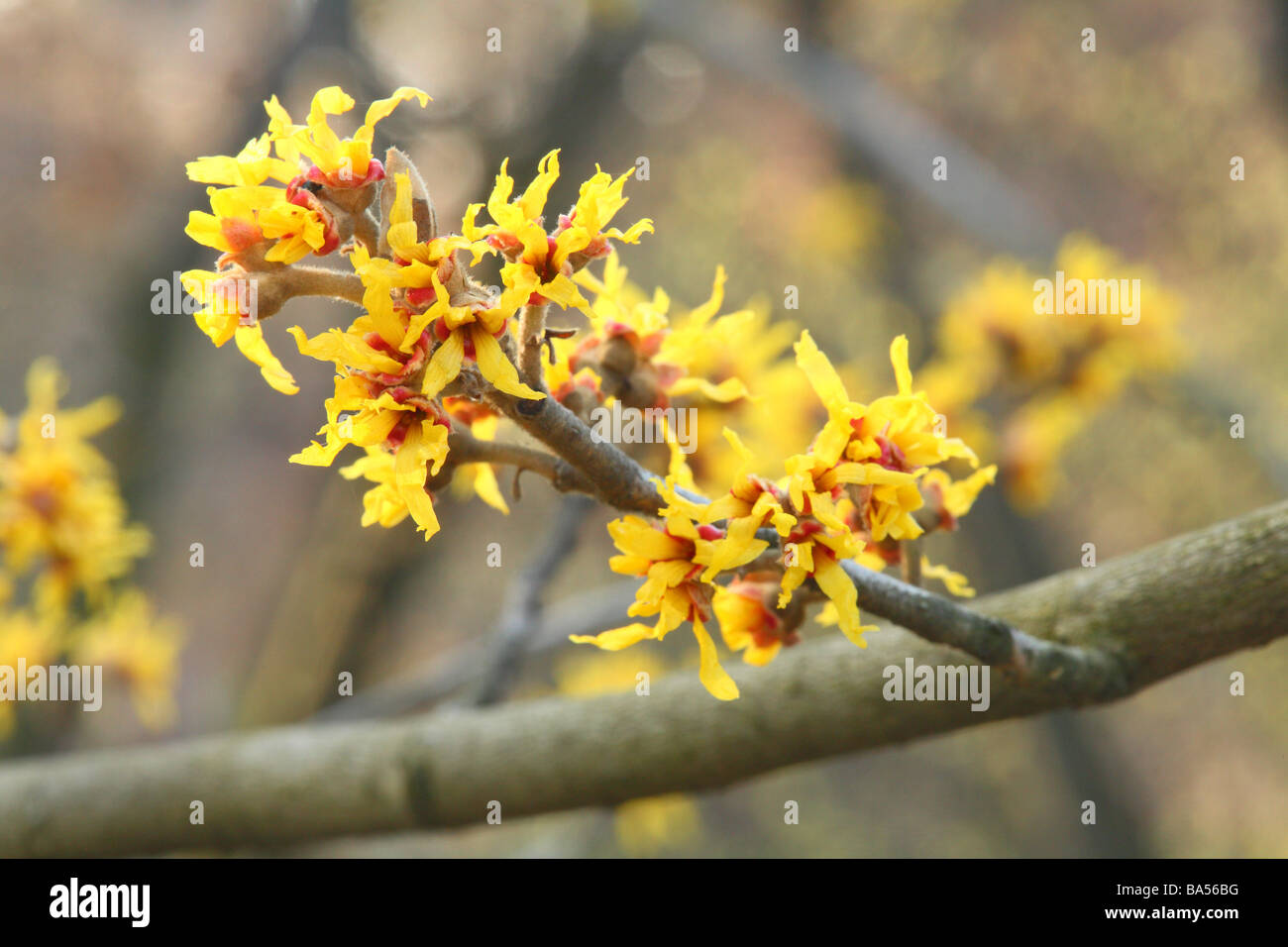 Zaubernuss Hamamelis intermediale Blumen hautnah Stockfotografie - Alamy